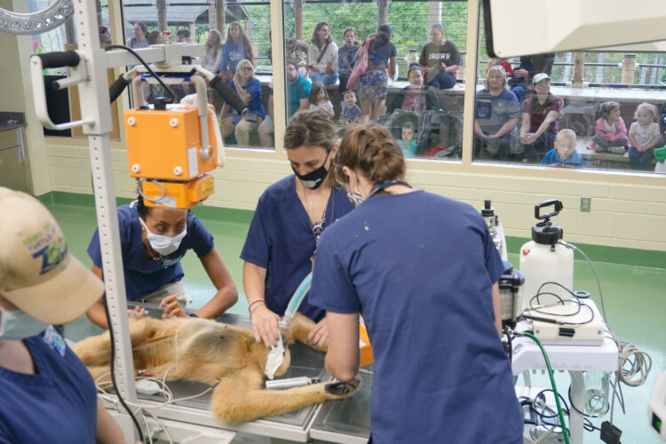 A Novelty of Zoology: N.J. zoo visitors get to watch veterinarians ...